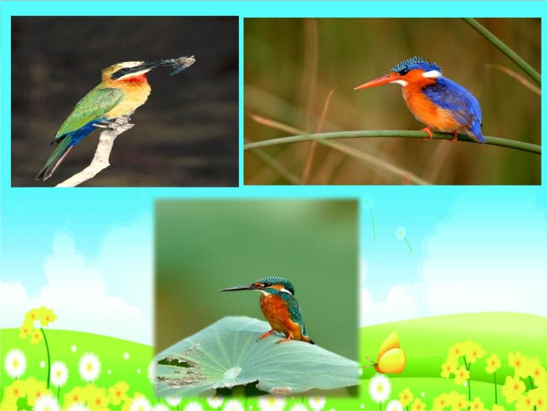 小学语文人教部编版三年级上册15 搭船的鸟课文配套课件ppt-教习网|课件下载