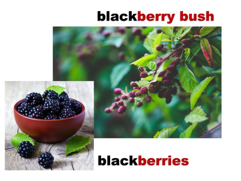 多维阅读第7级—Moving Seeds 种子的旅行课件PPT-教习网|课件下载