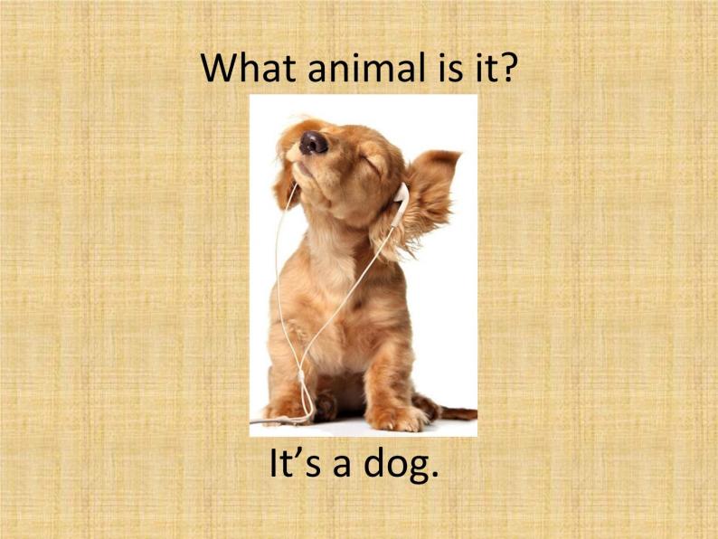 小学英语教科版 (广州)六年级下册Unit 3 What animal is it?图文ppt课件-教习网|课件下载