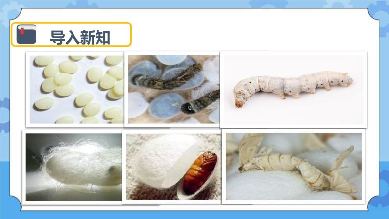 小学科学教科版三年级下册5.蚕的生命周期优秀ppt课件-教习网|课件下载