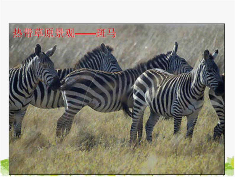 初中地理第三节 撒哈拉以南的非洲课堂教学课件ppt 教习网课件下载