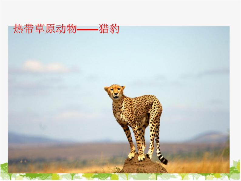 初中地理第三节 撒哈拉以南的非洲课堂教学课件ppt 教习网课件下载