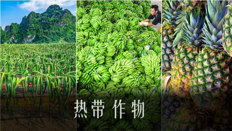 中图版八年级上册第二章 世界气候第三节 气候与人类活动课文配套课件ppt 教习网课件下载