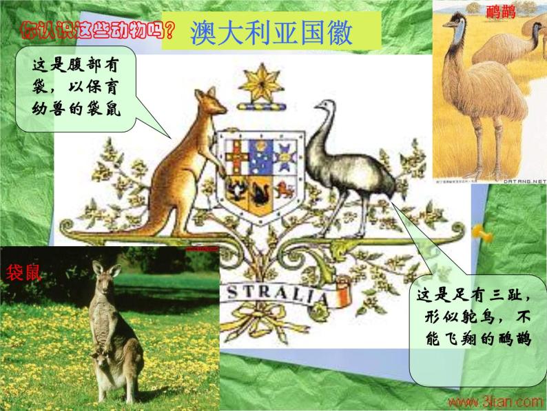 初中地理人教版 新课标七年级下册第四节 澳大利亚课文内容ppt课件 教习网课件下载