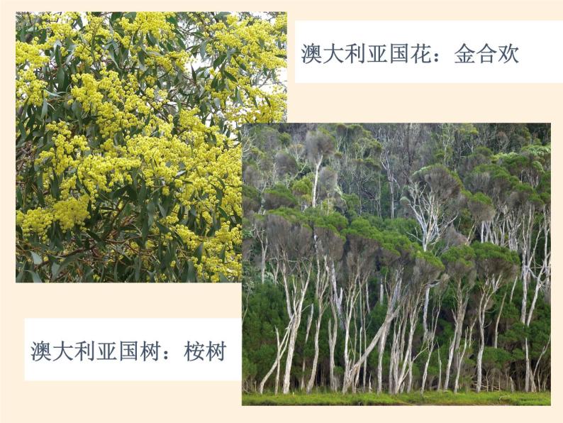 初中地理第四节 澳大利亚课前预习课件ppt 教习网课件下载