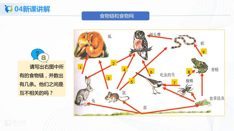 人教版 新课标七年级上册第二节 生物与环境组成生态系统优秀ppt课件 教习网课件下载