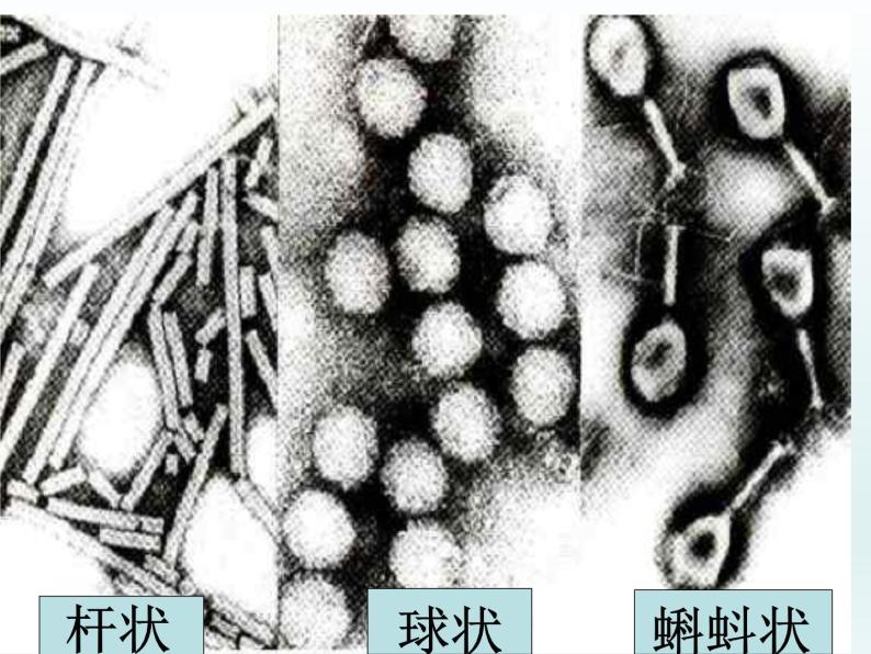 济南版七年级上册第二单元 多彩的生物世界第三章 生物圈中的微生物第一节 病毒集体备课ppt课件 教习网课件下载
