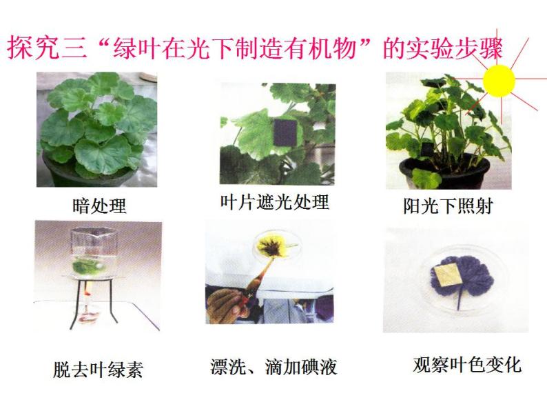 人教版 新课标七年级上册第三单元 生物圈中的绿色植物第四章 绿色植物是生物圈中有机物的制造者课堂教学ppt课件 教习网课件下载