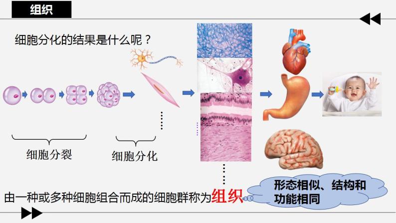 初中生物北师大版七年级上册第1节 细胞分化形成组织说课课件ppt 教习网课件下载
