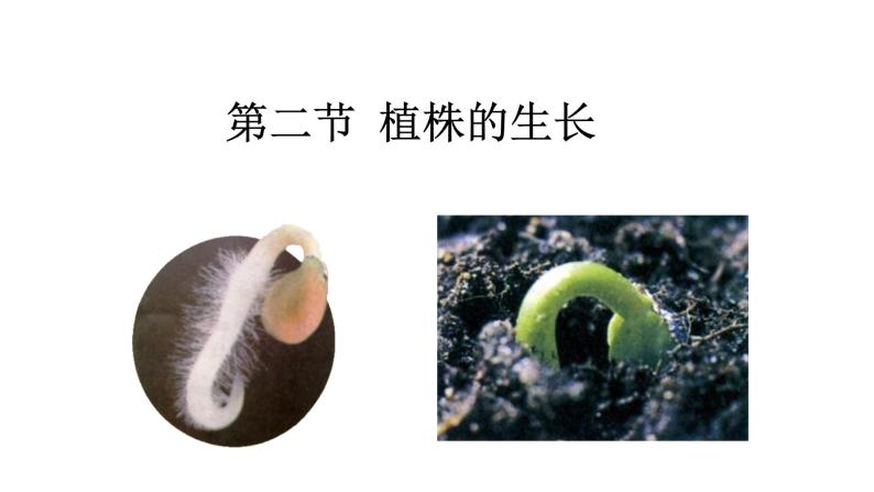 人教版 新课标七年级上册第二节 植株的生长教学课件ppt 教习网课件下载