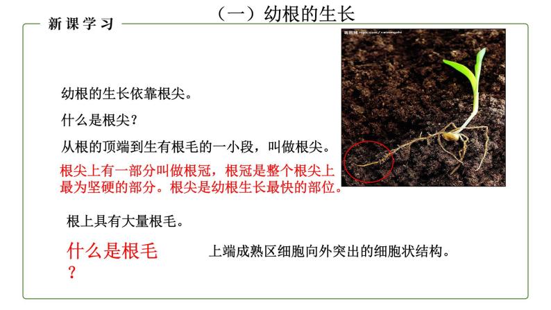 人教版 新课标七年级上册第二节 植株的生长教学课件ppt 教习网课件下载