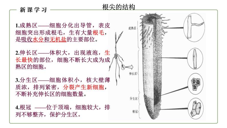 人教版 新课标七年级上册第二节 植株的生长教学课件ppt 教习网课件下载