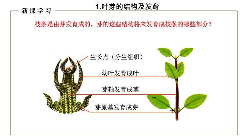 人教版 新课标七年级上册第二节 植株的生长教学课件ppt 教习网课件下载