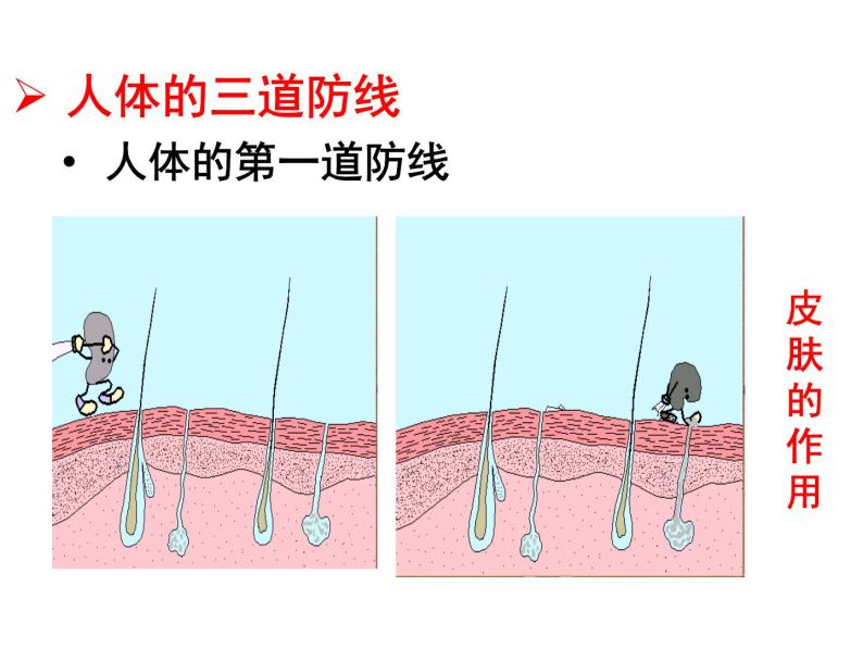 人教版 新课标八年级下册第二节 免疫与计划免疫教学课件ppt 教习网课件下载