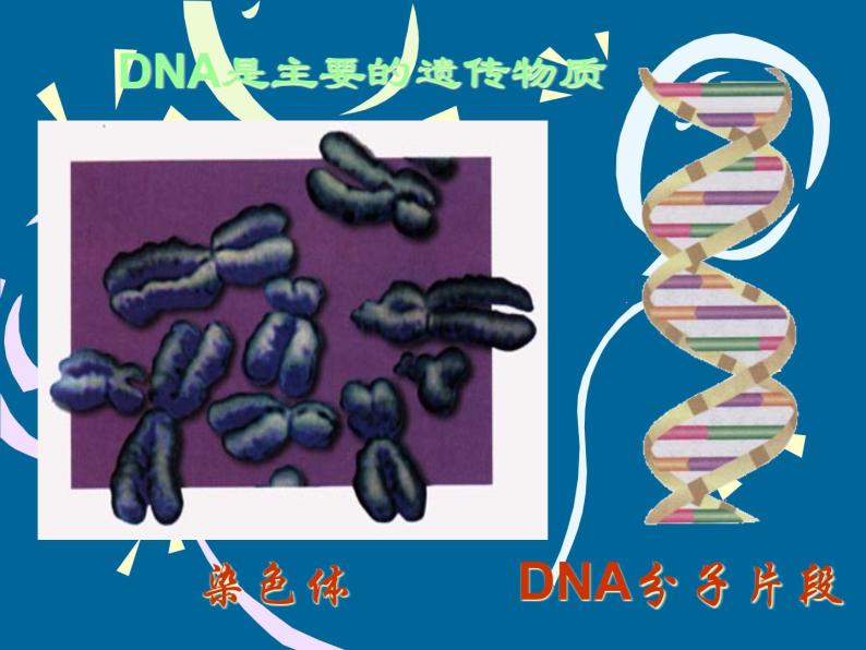 人教版 新课标八年级下册第二节 基因在亲子代间的传递图文课件ppt 教习网课件下载