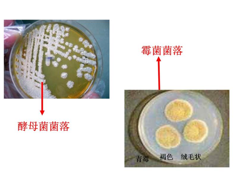 初中生物人教版 新课标八年级上册第一节 细菌和真菌的分布课前预习ppt课件 教习网课件下载