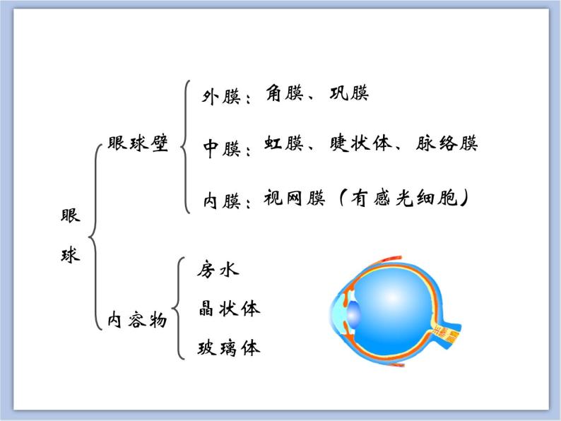 初中生物济南版七年级下册第四节 人体对周围世界的感知示范课课件ppt 教习网课件下载
