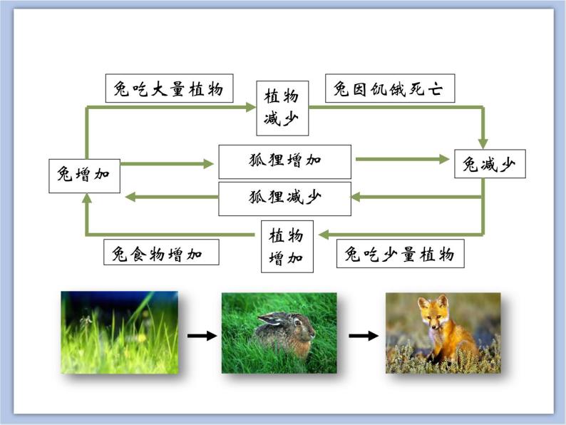 2020 2021学年第五节 生态系统的自我调节优质课课件ppt 教习网课件下载