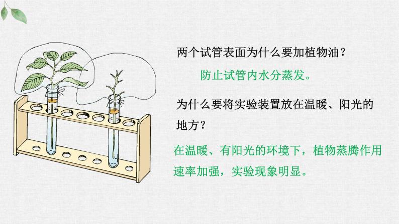 初中第4节 蒸腾作用备课课件ppt 教习网课件下载