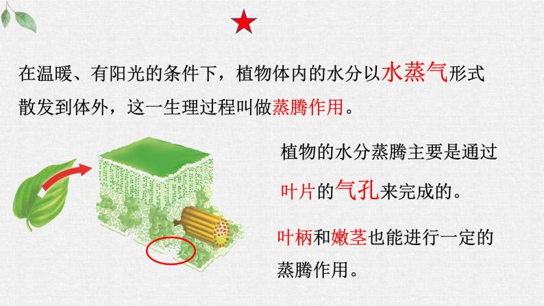 初中第4节 蒸腾作用备课课件ppt 教习网课件下载