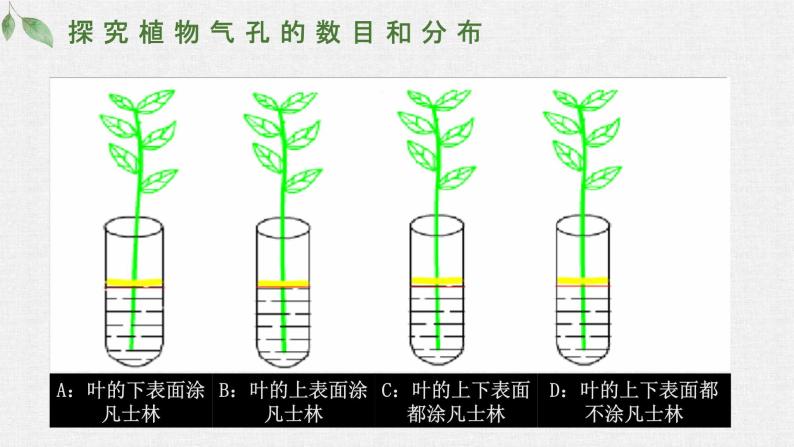 初中第4节 蒸腾作用备课课件ppt 教习网课件下载