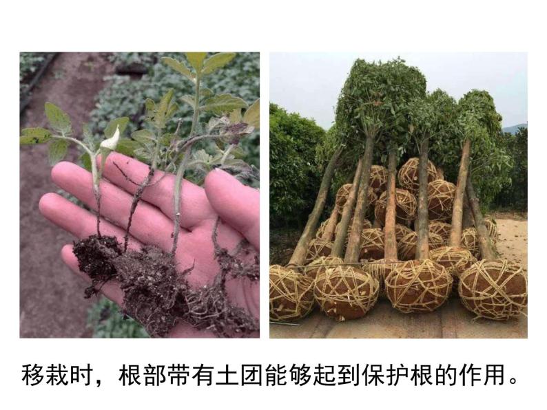 初中生物人教版 新课标七年级上册第二节 植株的生长授课课件ppt 教习网课件下载