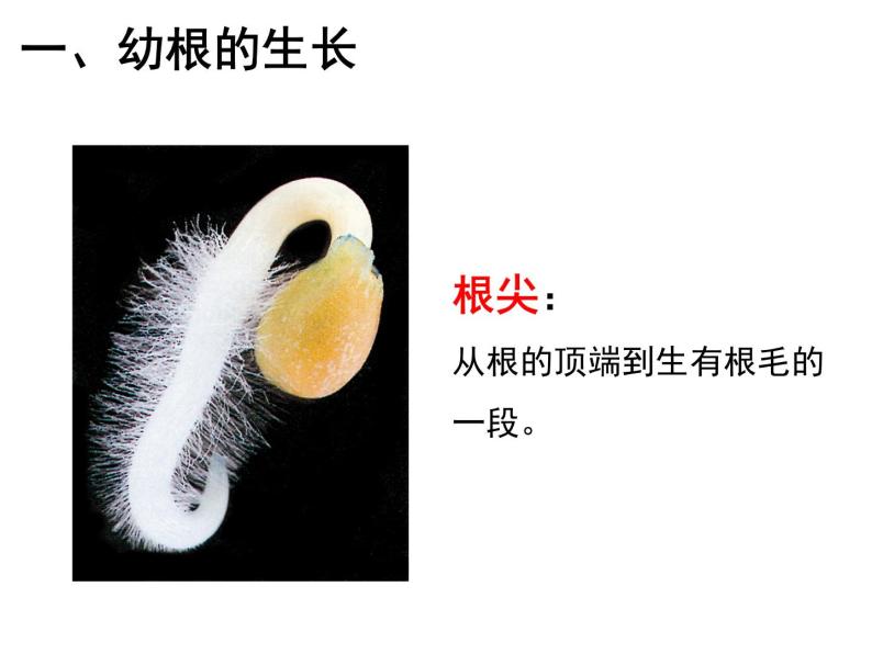 初中生物人教版 新课标七年级上册第二节 植株的生长授课课件ppt 教习网课件下载