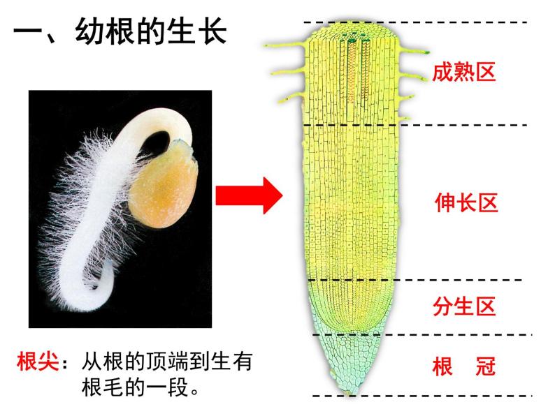 初中生物人教版 新课标七年级上册第二节 植株的生长授课课件ppt 教习网课件下载