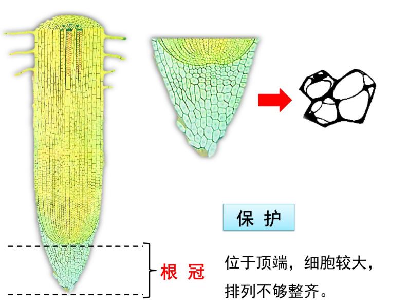 初中生物人教版 新课标七年级上册第二节 植株的生长授课课件ppt 教习网课件下载