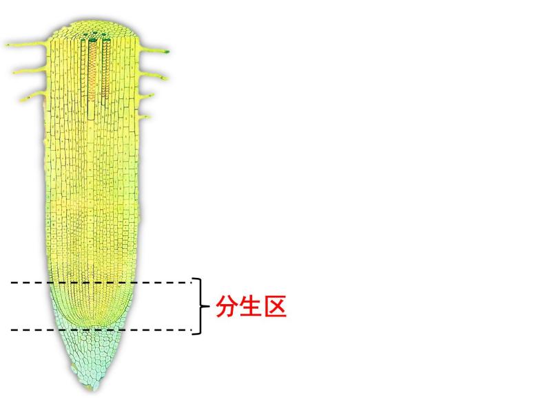 初中生物人教版 新课标七年级上册第二节 植株的生长授课课件ppt 教习网课件下载