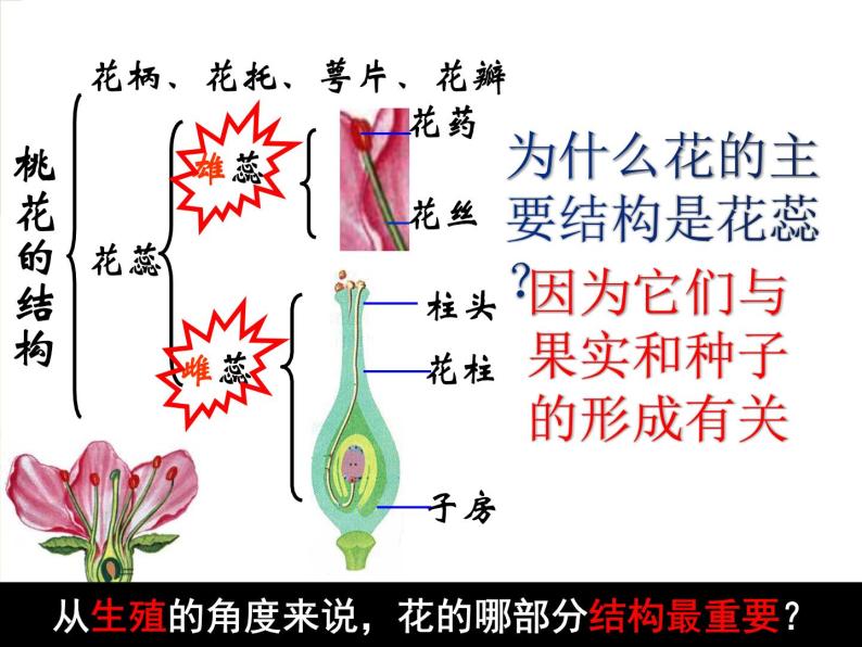 初中生物人教版 新课标七年级上册第三节 开花和结果教案配套课件ppt 教习网课件下载
