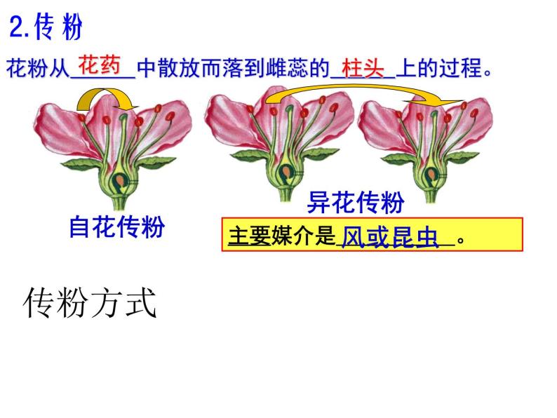 初中生物人教版 新课标七年级上册第三节 开花和结果教案配套课件ppt 教习网课件下载