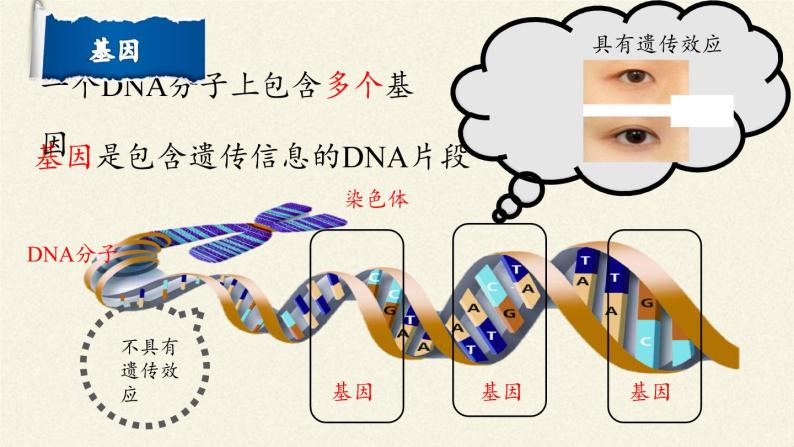 生物八年级上册第2节 性状遗传的物质基础课文课件ppt 教习网课件下载