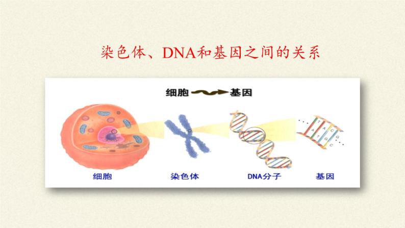 生物八年级上册第2节 性状遗传的物质基础课文课件ppt 教习网课件下载