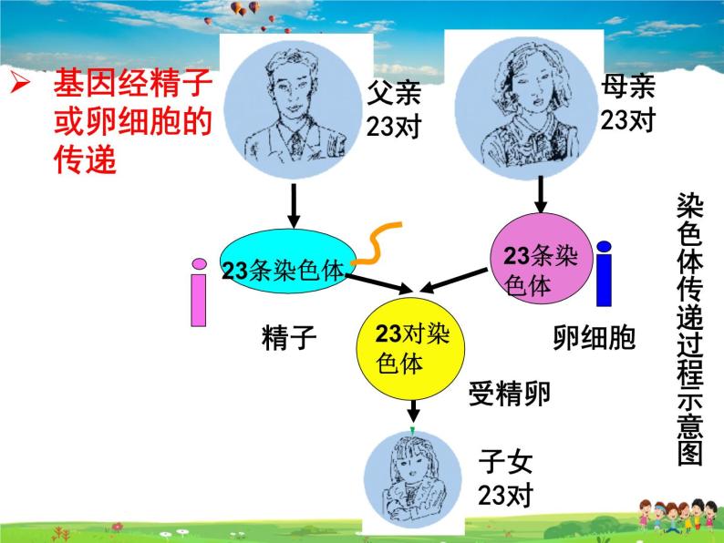 初中生物人教版 新课标八年级下册第二节 基因在亲子代间的传递示范课课件ppt 教习网课件下载