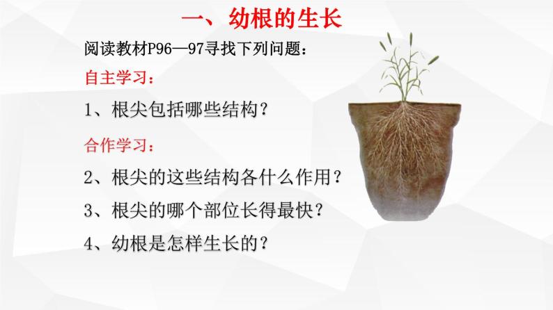 人教版 新课标七年级上册第二节 植株的生长教案配套课件ppt 教习网课件下载