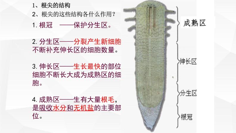 人教版 新课标七年级上册第二节 植株的生长教案配套课件ppt 教习网课件下载