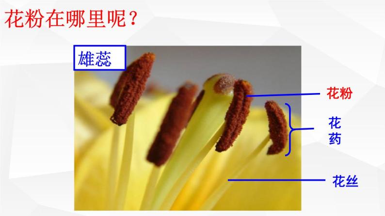 初中生物人教版 新课标七年级上册第三节 开花和结果教学演示课件ppt 教习网课件下载