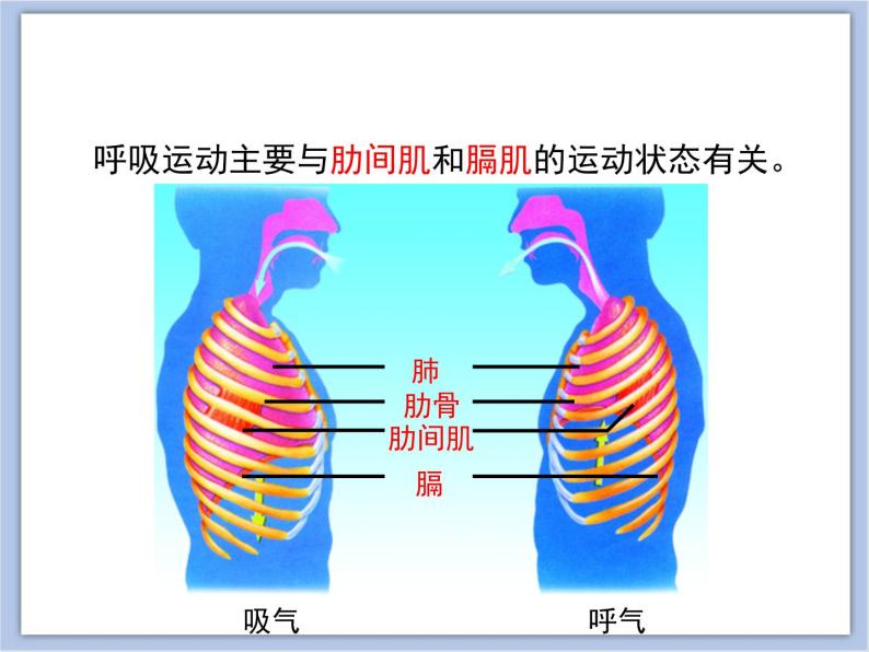 初中生物苏教版七年级下册第4单元 生物圈中的人第10章 人体内的物质运输和能量供给第二节 人体内的血液循环教学演示ppt课件 教习网课件下载