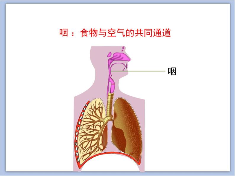 初中生物苏教版七年级下册第三节 人体和外界环境的气体交换图片课件ppt 教习网课件下载