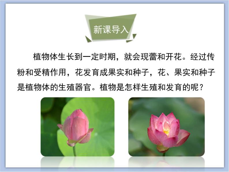 苏教版八年级下册第二节 植物的有性生殖授课课件ppt 教习网课件下载
