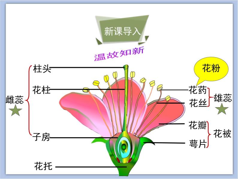 苏教版八年级下册第二节 植物的有性生殖授课课件ppt 教习网课件下载