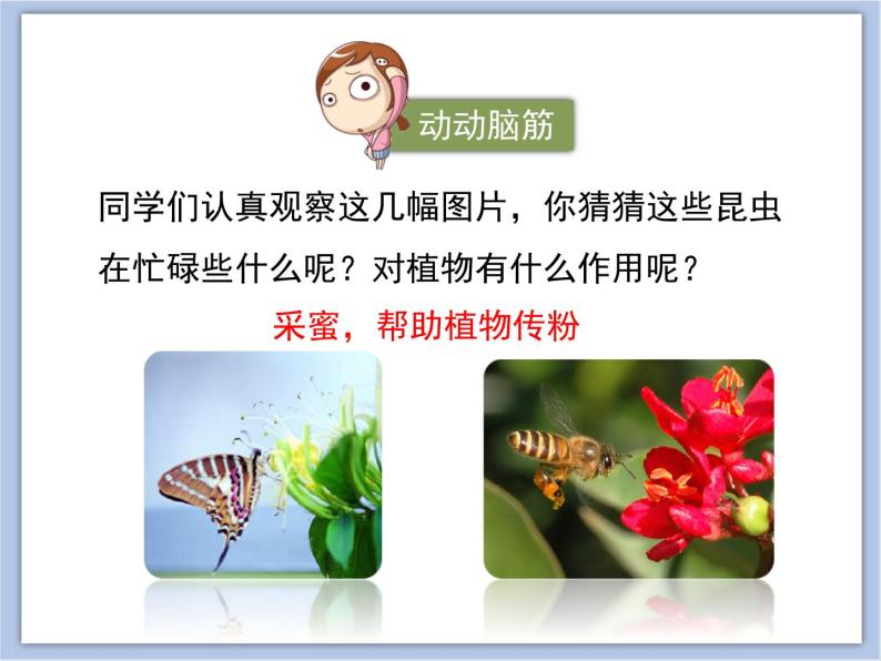 苏教版八年级下册第二节 植物的有性生殖授课课件ppt 教习网课件下载