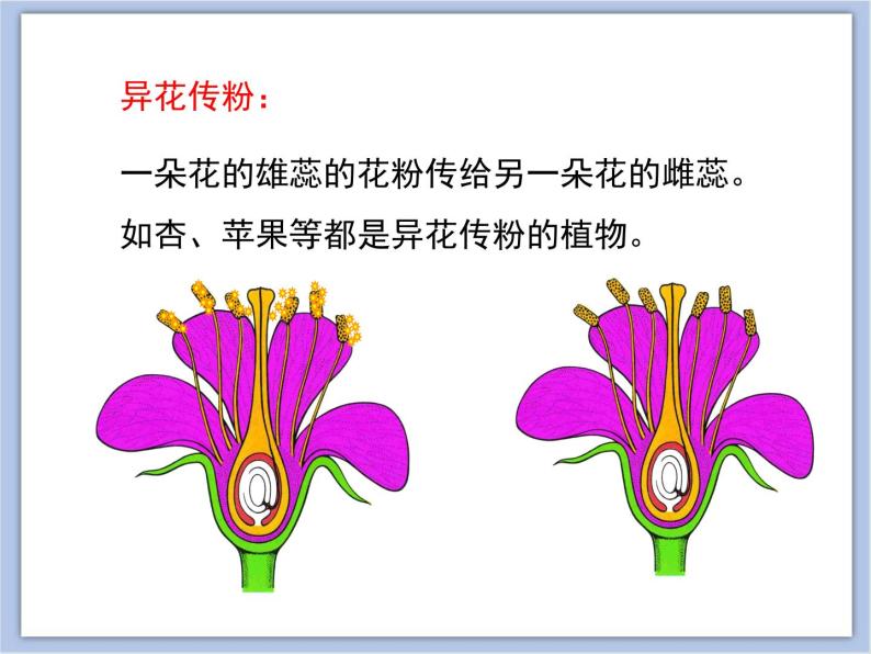 苏教版八年级下册第二节 植物的有性生殖授课课件ppt 教习网课件下载