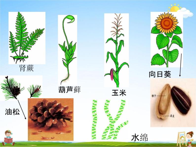 人教版 新课标八年级上册第一节 尝试对生物进行分类教学ppt课件 教习网课件下载