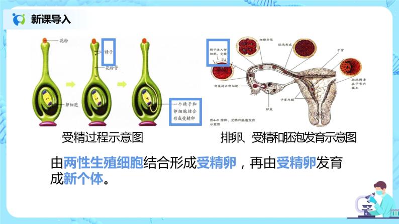 初中生物人教版 新课标八年级下册第一节 植物的生殖优质习题课件ppt 教习网课件下载