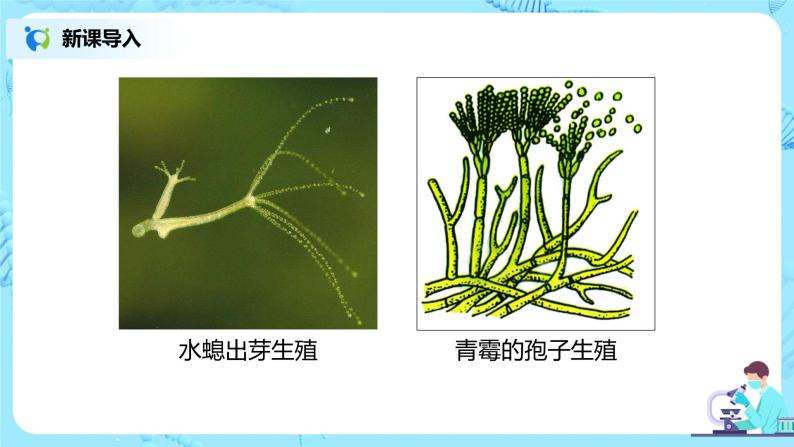 初中生物人教版 新课标八年级下册第一节 植物的生殖优质习题课件ppt 教习网课件下载