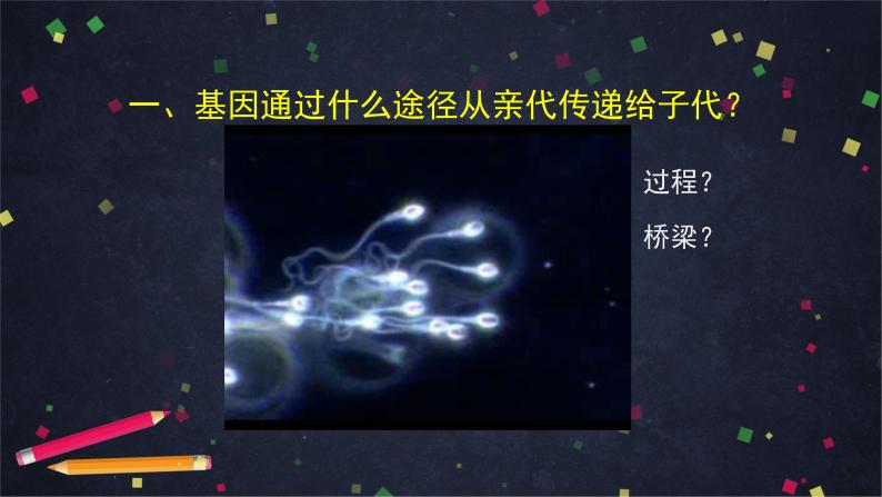 初中生物人教版 新课标八年级下册第七单元 生物圈中生命的延续和发展第二章 生物的遗传和变异第二节 基因在亲子代间的传递公开课课件ppt
