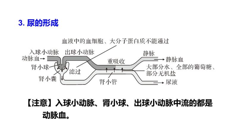 生物北师大版第11章 人体代谢废物的排出综合与测试一等奖复习课件ppt 教习网课件下载