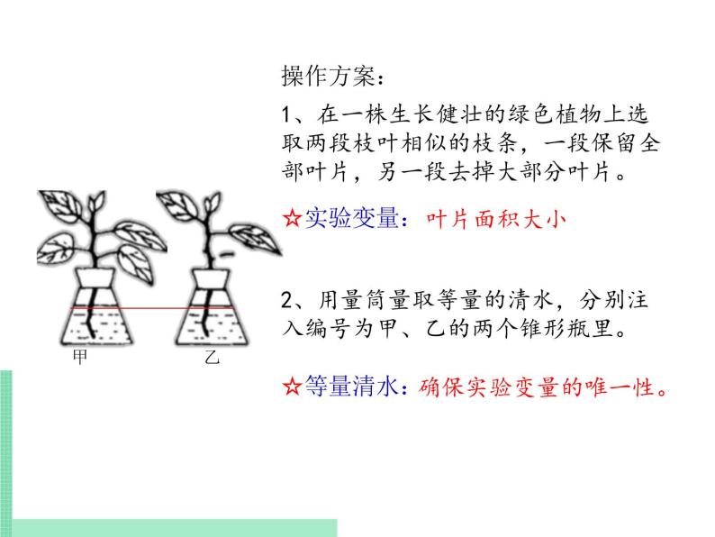 绿色植物的蒸腾作用ppt课件免费下载 教习网课件下载